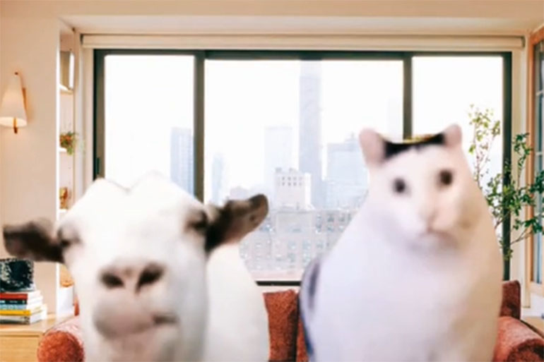 Козел и кот - что за мем в Тикток, где козел болтает, а кот говорит "а?"